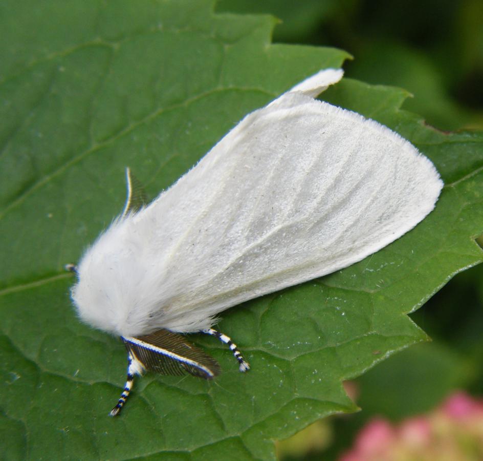 White Silk Moth